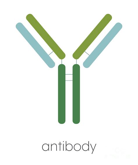 Igg Antibody 1 By Science Photo Library