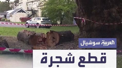قطع شجرة بلوط عمرها 450 عاماً يثير الغضب في بريطانيا