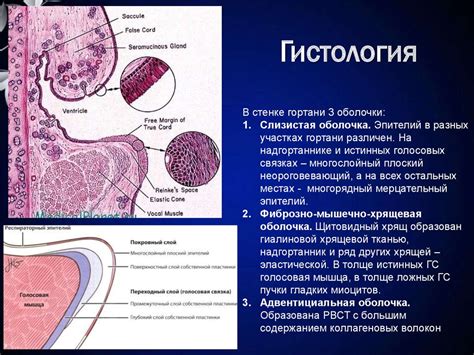 Гортань Характеристика гортани презентация онлайн