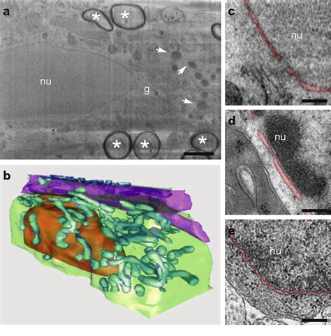 Figure 2 From Cryo Fib Sem Volume Imaging Of Cellular Ultrastructure