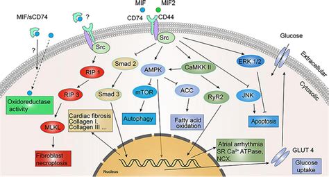 Signaling Cascades In Cardiovascular Diseases Involving Migration