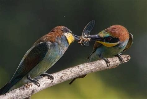 Exploring The Fascinating World Of Avian Predators What Eats Birds