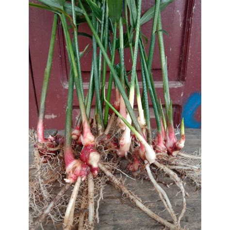 Jual Terbaik Benih Jahe Merah Per 1 Pohon Jahe Merah Jahe Organik Bibit Jual Terbaik Benih Jahe Merah Per 1 Pohon Jahe Merah Jahe Organik Bibit