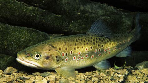 Neozoen Tierische Neubürger Quiz