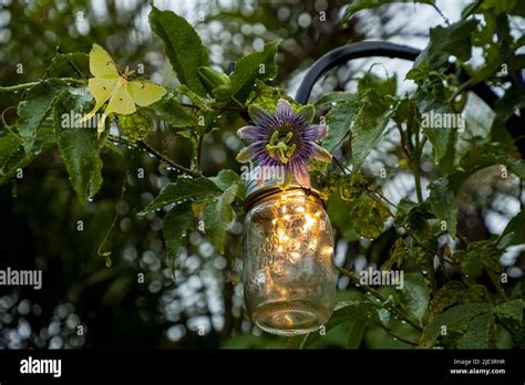 Luna Moth Perches On The Vine Of A Purple Passionflower Called