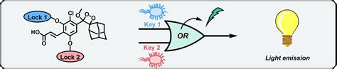 Dual Chemiexcitation By A Unique Dioxetane Scaffold Gated By An Or