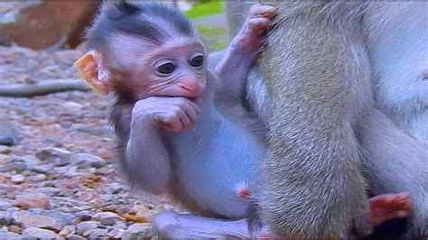 Monkeyy Bianca Is Very Cute And She Is Active Cu Rious And Alert You