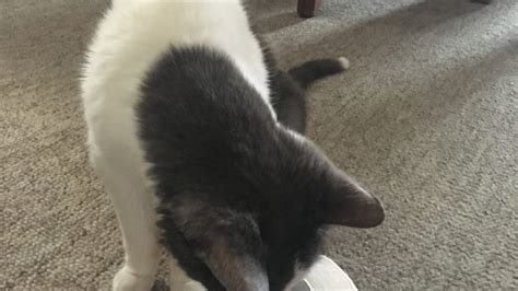 Isolation As Told By Cat MECO Online Journalism