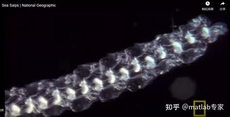 尊海鞘优化算法salp Swarm Algorithmssa 知乎