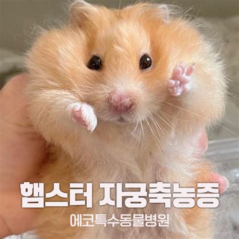 암컷 햄스터 피오줌 혈뇨 를 본다면 햄스터 자궁축농증 네이버 블로그