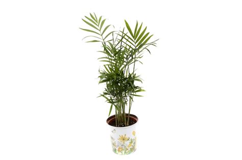 Пальма арека в горшке, изолированные на белом фоне. Dypsis lutescens ...