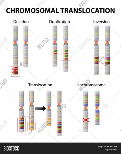 Chromosomal Mutation Duplication