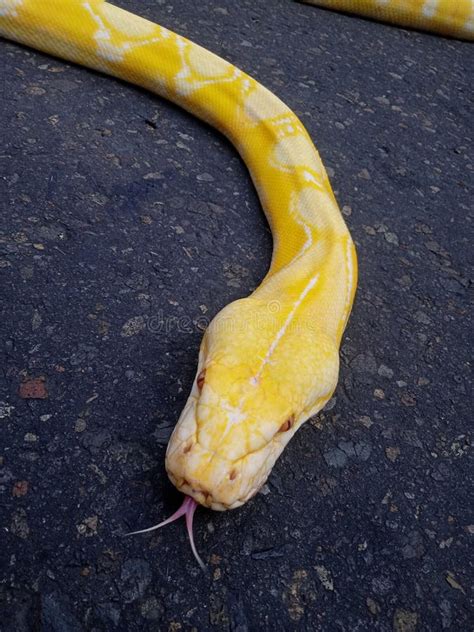 Snake Python Burma Or Python Bivitattus Stock Image Image Of Carnivorous Biology 330550031