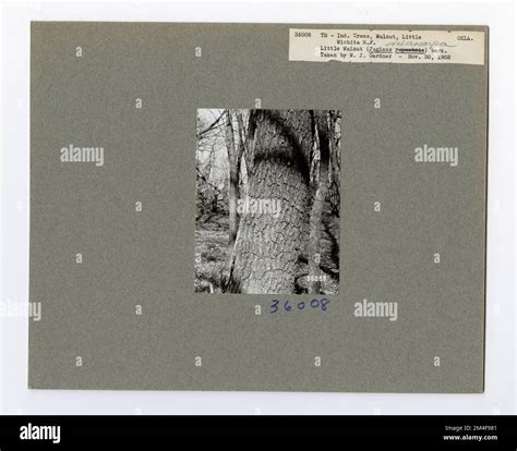 Tree Identification Walnut Photographs Relating To National Forests