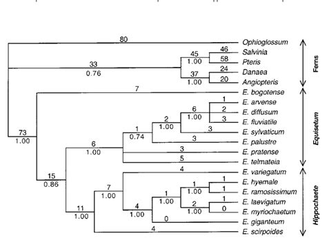 the 50 majority rule consensus tree obtained in a bayesian analysis of