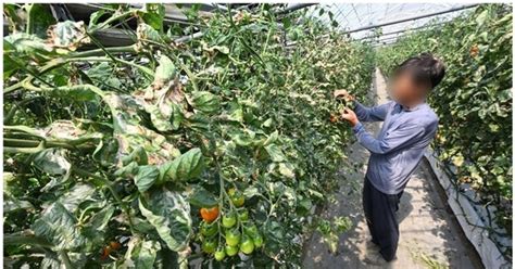 정부 수출 농가만 ‘토마토뿔나방 방제 지원 뿔난 친환경 농가들