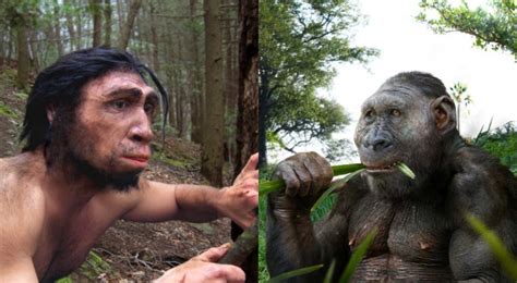 Orrorin Tugenensis Reconstruction Early Hominins Explorations An