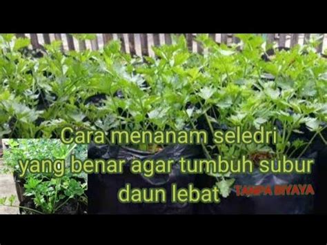 Cara Menanam Seledri di POLYBAG dengan benar agar tumbuh subur dan daun ...