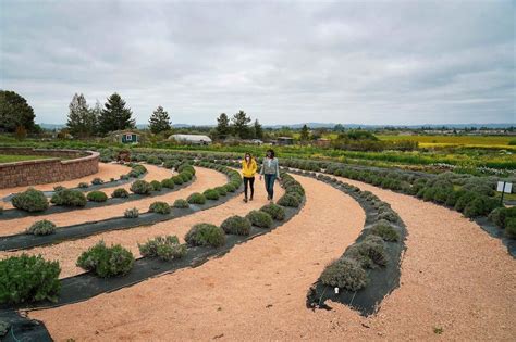 Lavender Labyrinth