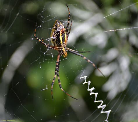 Solve Spider Garden Orb Weavers Argiope Trifasciata Jigsaw Puzzle