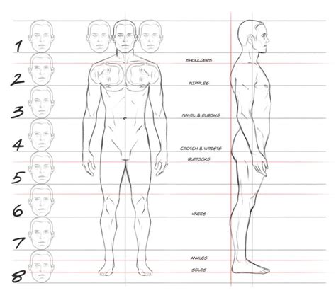 75 Head Rule How To Draw A Body Body Proportion Drawing Human