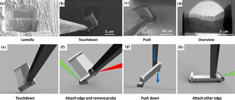 Preparation And Transfer Of Nts A A Initial Attachment Of The Fib