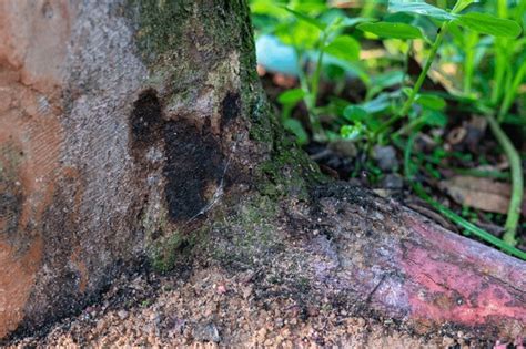 66 Canker Durian Royalty Free Photos And Stock Images Shutterstock