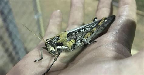 So Many Grasshoppers Heres Why Local News Stories