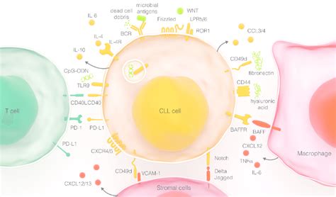 Chronic Lymphocytic Leukemia CLL Cells Interact With Soluble Download Scientific Diagram