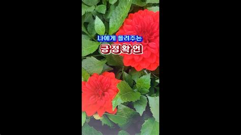 나에게 들려주는 긍정확언 지혜로운생활 삶의지혜 긍정확언 자기암시 실행 기상 시작 좋은글 목표 해결 발전