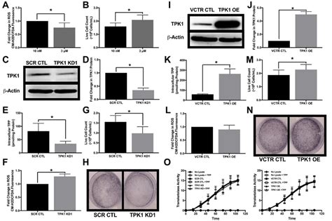 Impact Of Tpk1 On Tumor Cell Proliferation During Supplemental Thiamine Download Scientific