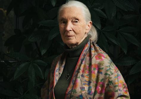 Jane Goodall La Icónica Etóloga Y Activista Defensora De La Fauna