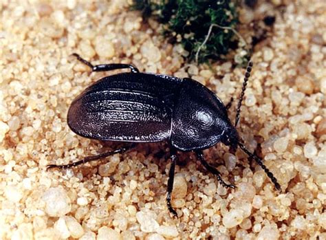 Мертвоеды Silphidae