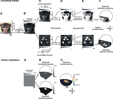 Figure 3 From Population Response To Natural Images In The Primary Visual Cortex Encodes Local