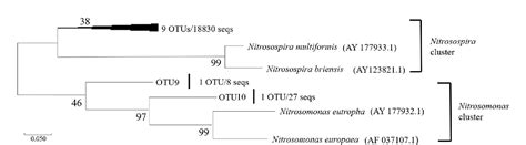 Figure 1 From Ammonia Oxidizing Archaea And Ammonia Oxidizing Bacteria