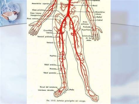 Sistema Arterial Abdominal Pptx