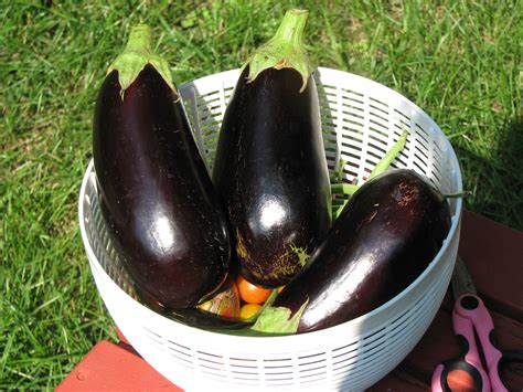Eggplant Harvest Seeds Mulch And Weeds
