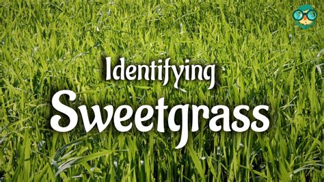 How To Identify Sweetgrass What Does Sweetgrass Look Like Sweetgrass