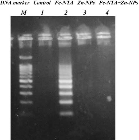 Dna Fragmentation Pattern Of Different Studied Groups On Agarose Gel Download Scientific Dna Fragmentation Pattern Of Different Studied Groups On Agarose Gel Download Scientific