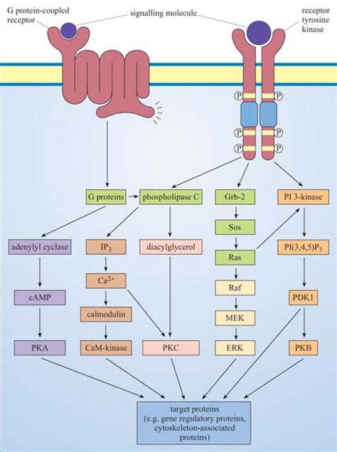 Cell Signalling Summary OpenLearn Open University