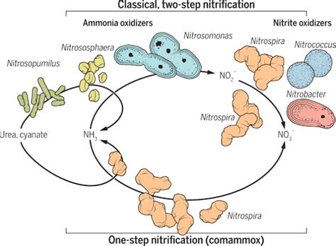 Difference Between Nitrification And Denitrification With Diagram VIVA DIFFERENCES