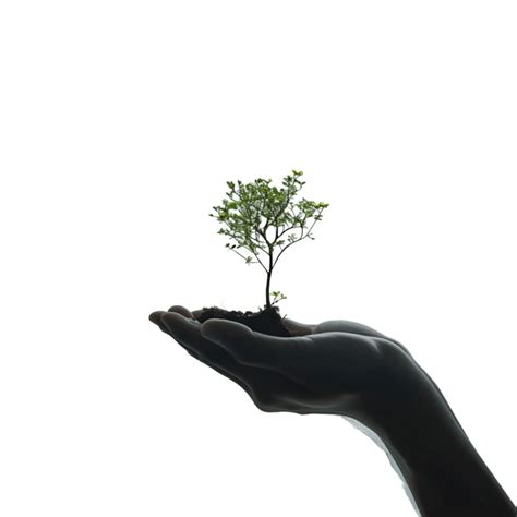 3d Hands Holding Tree Pngs For Free Download