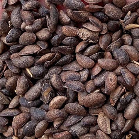 Phellodendron Amurense And Amur Cork Tree Seeds Heyou Seeds