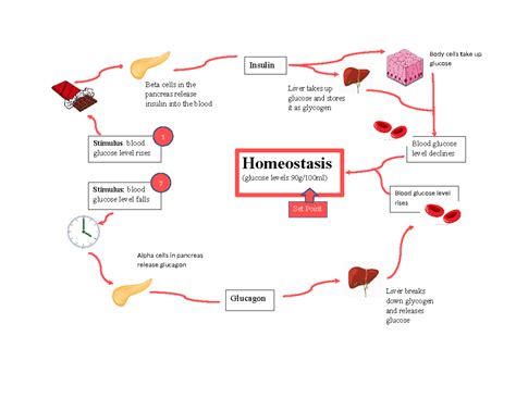 Feedback Loop Gluclose And Insulin Beta Cells In The Pancreas Release
