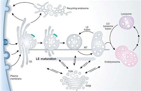 36 The Endosomal Degradative Pathway Following Cargo Internalization