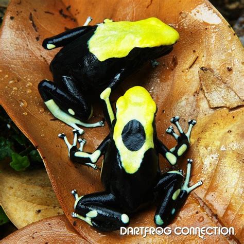232 Best Images About Dendrobates Tinctorius Dyeing Dart Frog On Pinterest Frogs Female Male