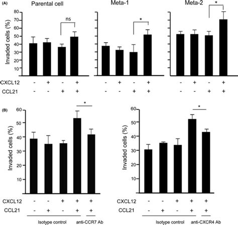 Cxcl12 Promotes Ccr7 Ligandmediated Breast Cancer Cell Invasion And