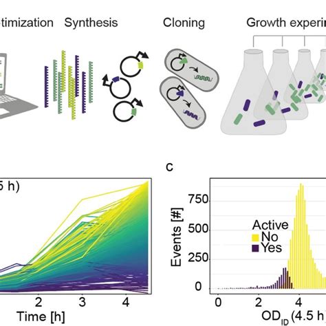 Generation Of Antimicrobial Peptide Library A Biological Diversity Download Scientific