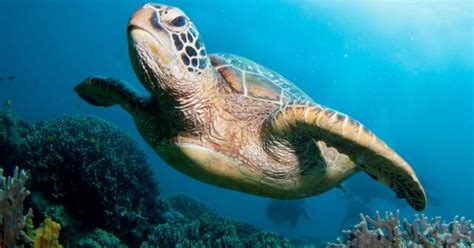 Un réseau africain aide à protéger les populations de tortues vertes Espèces menacées fr