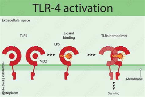 Diagram Of Tlr4 Activation Ligand Lps Binding Dimerization And Signaling Simple